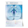 Biofield Tuning Store - Large Biofield Anatomy Map - Back